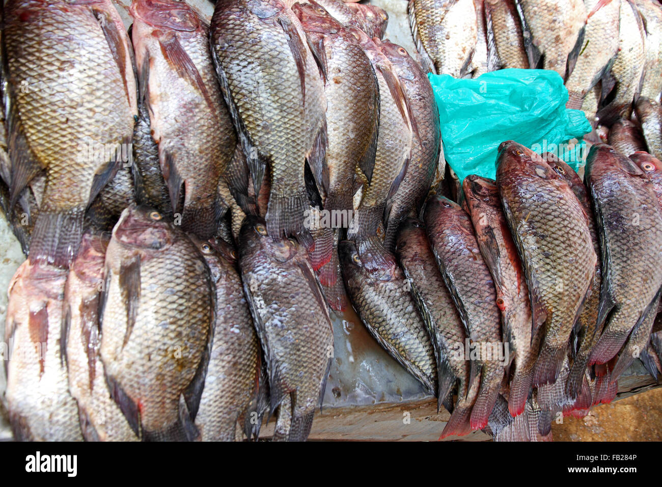 Tilapia africa hi-res stock photography and images - Alamy
