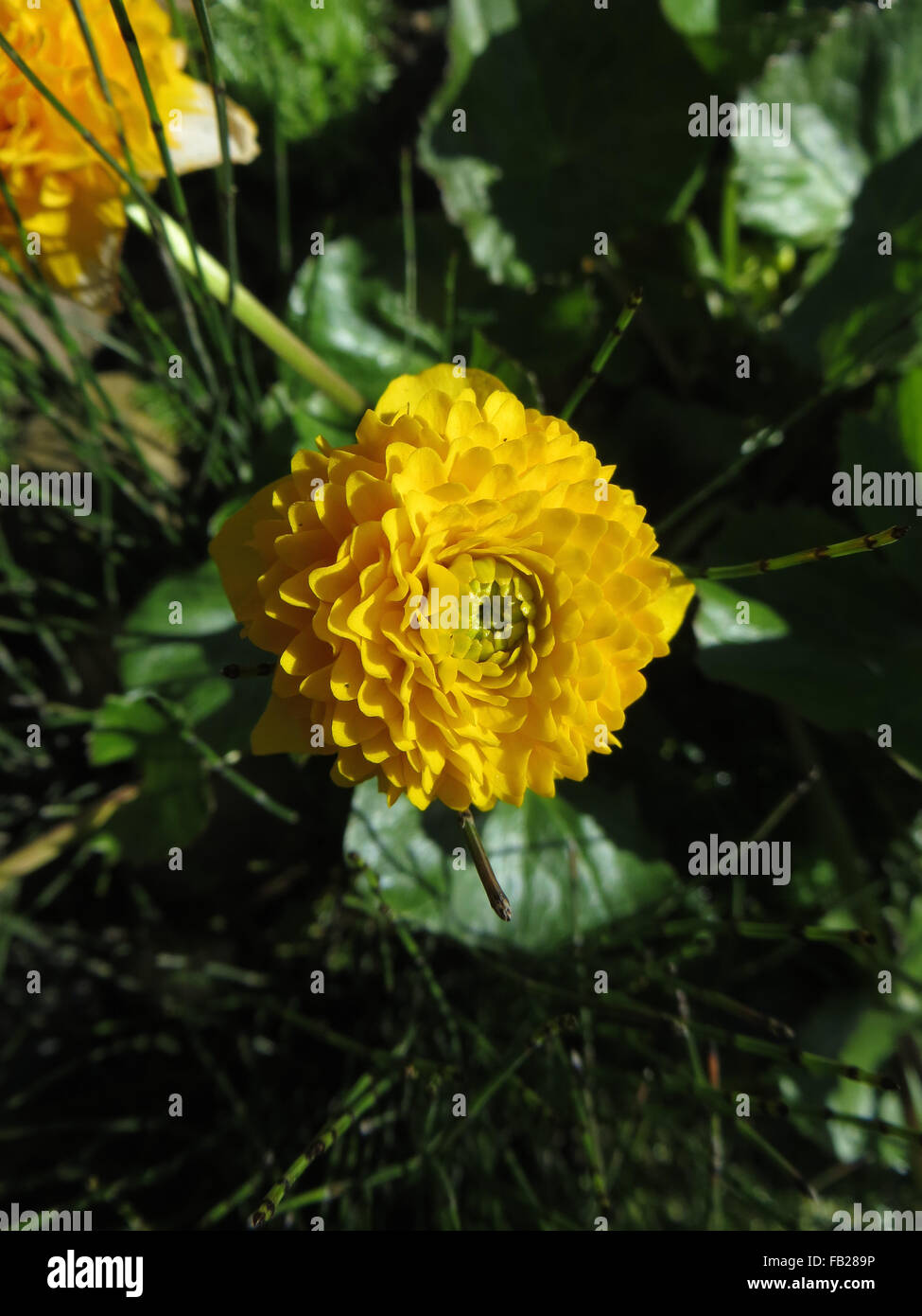 Plena High Resolution Stock Photography and Images - Alamy