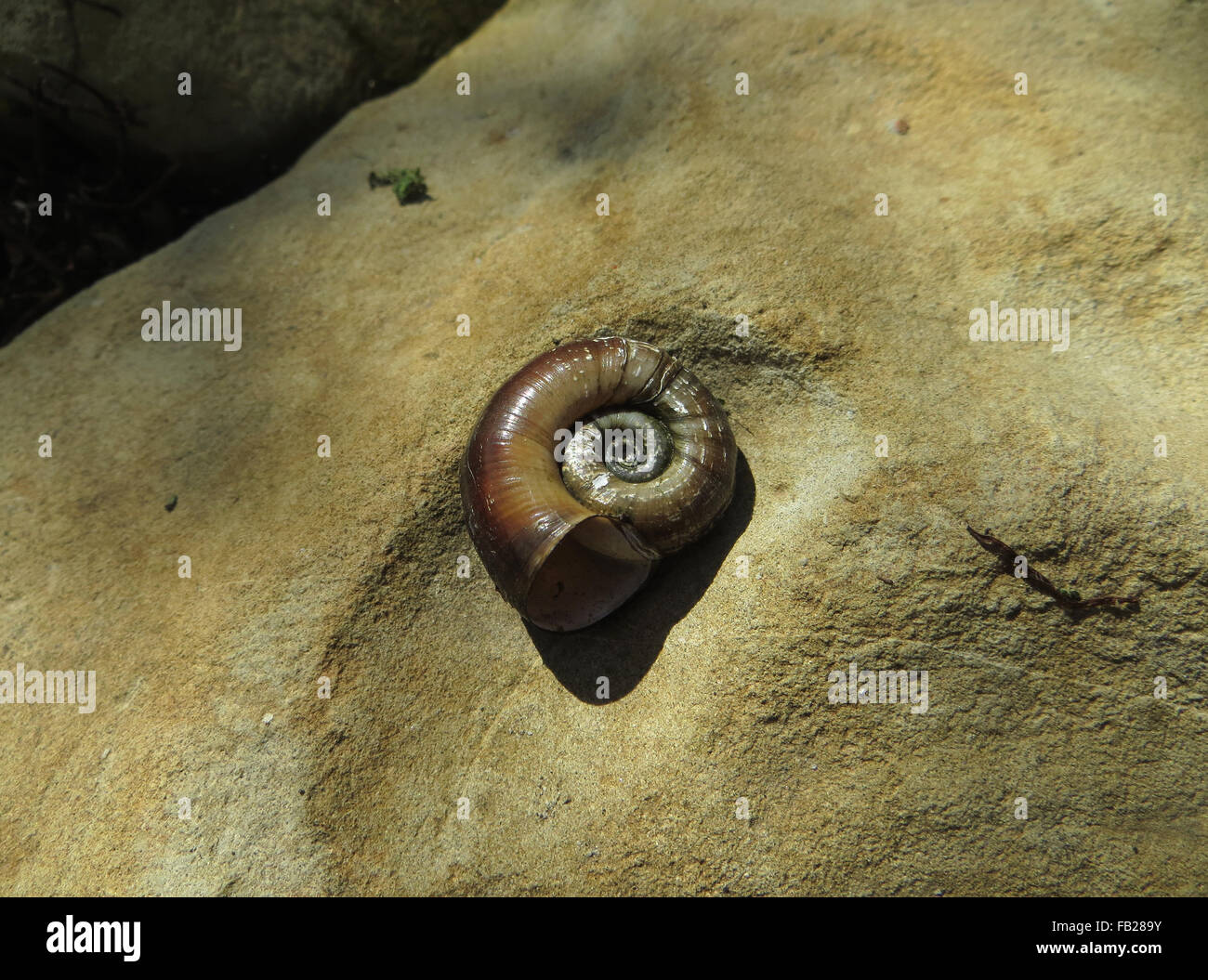 P corneus hi-res stock photography and images - Alamy