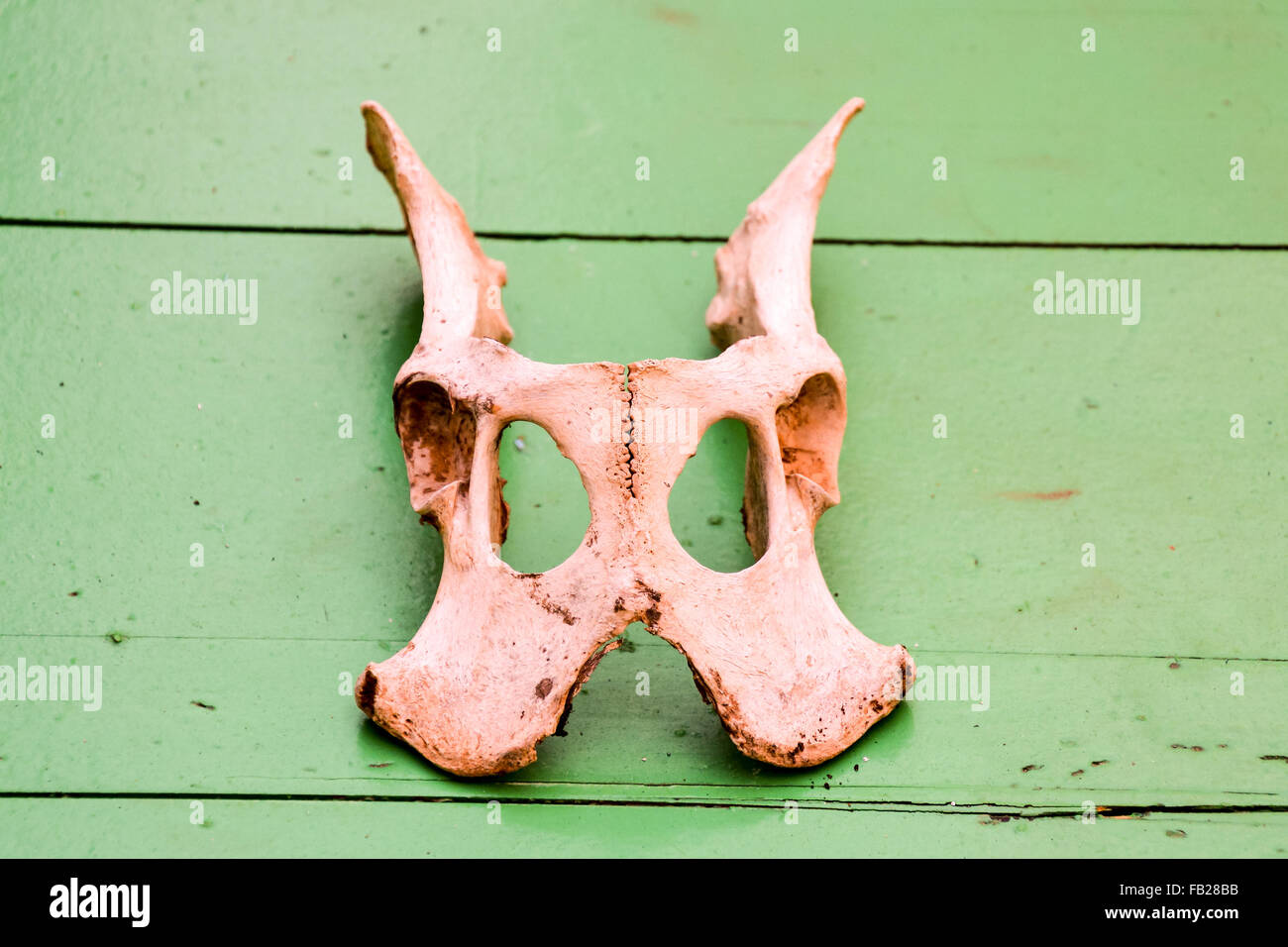 Dry Goat Skull Bone Stock Photo - Alamy