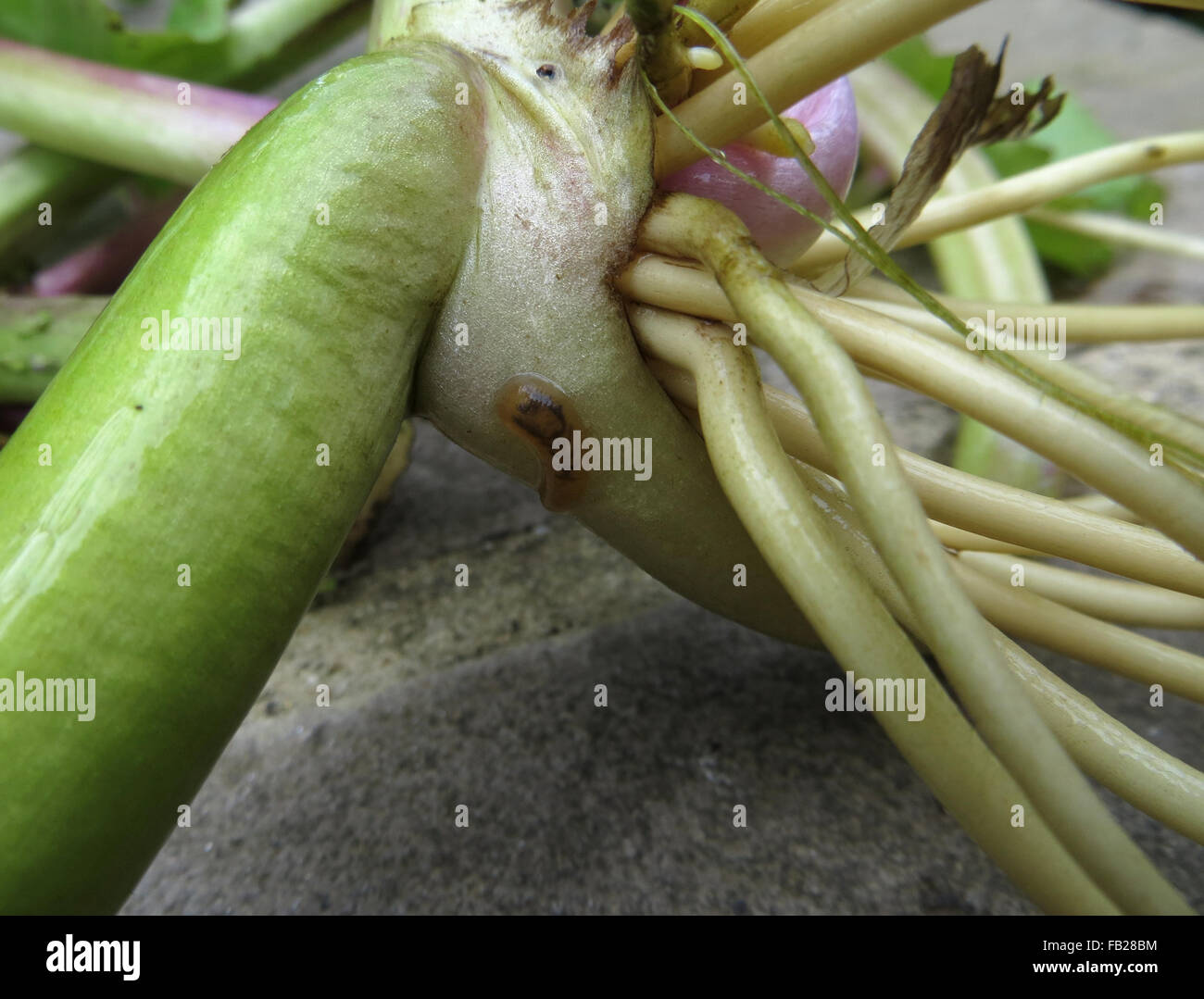 Glossiphoniidae hi-res stock photography and images - Alamy