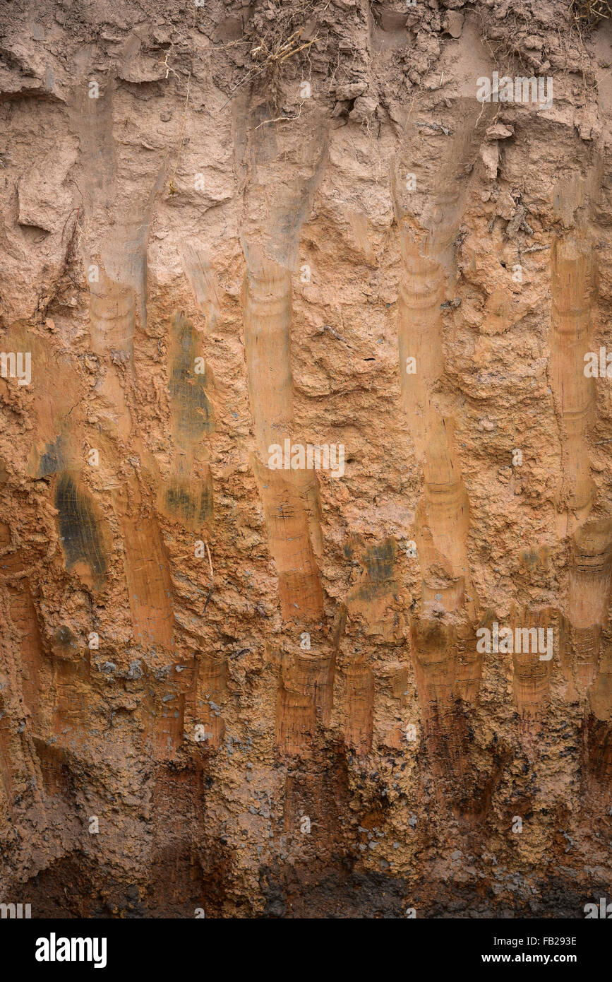 Cut of soil with different layers Stock Photo - Alamy