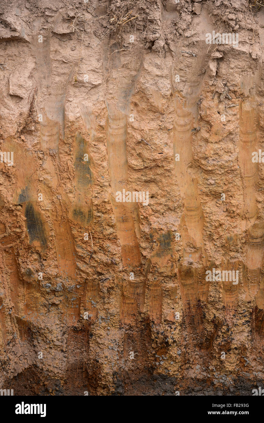 Cut of soil with different layers Stock Photo - Alamy