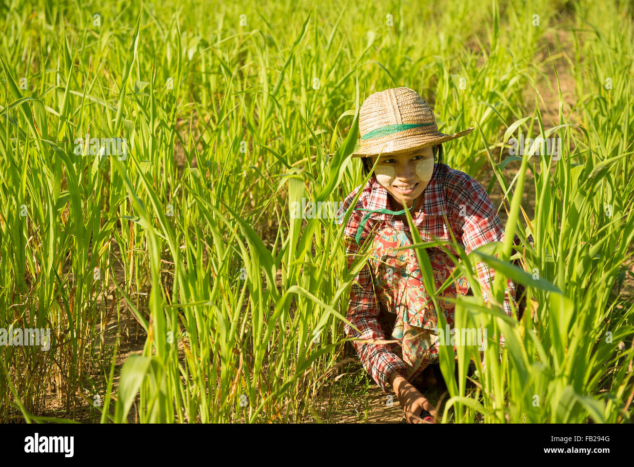 Traditional Asian female farmer working in corn field, Bagan, Myanmar ...