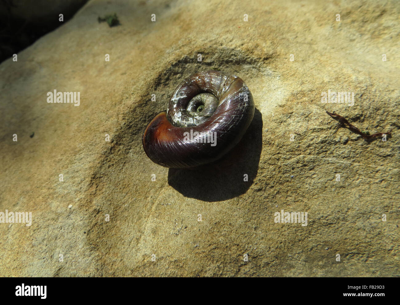 Umbilical side of shell of great ramshorn snail (Planorbarius corneus ...