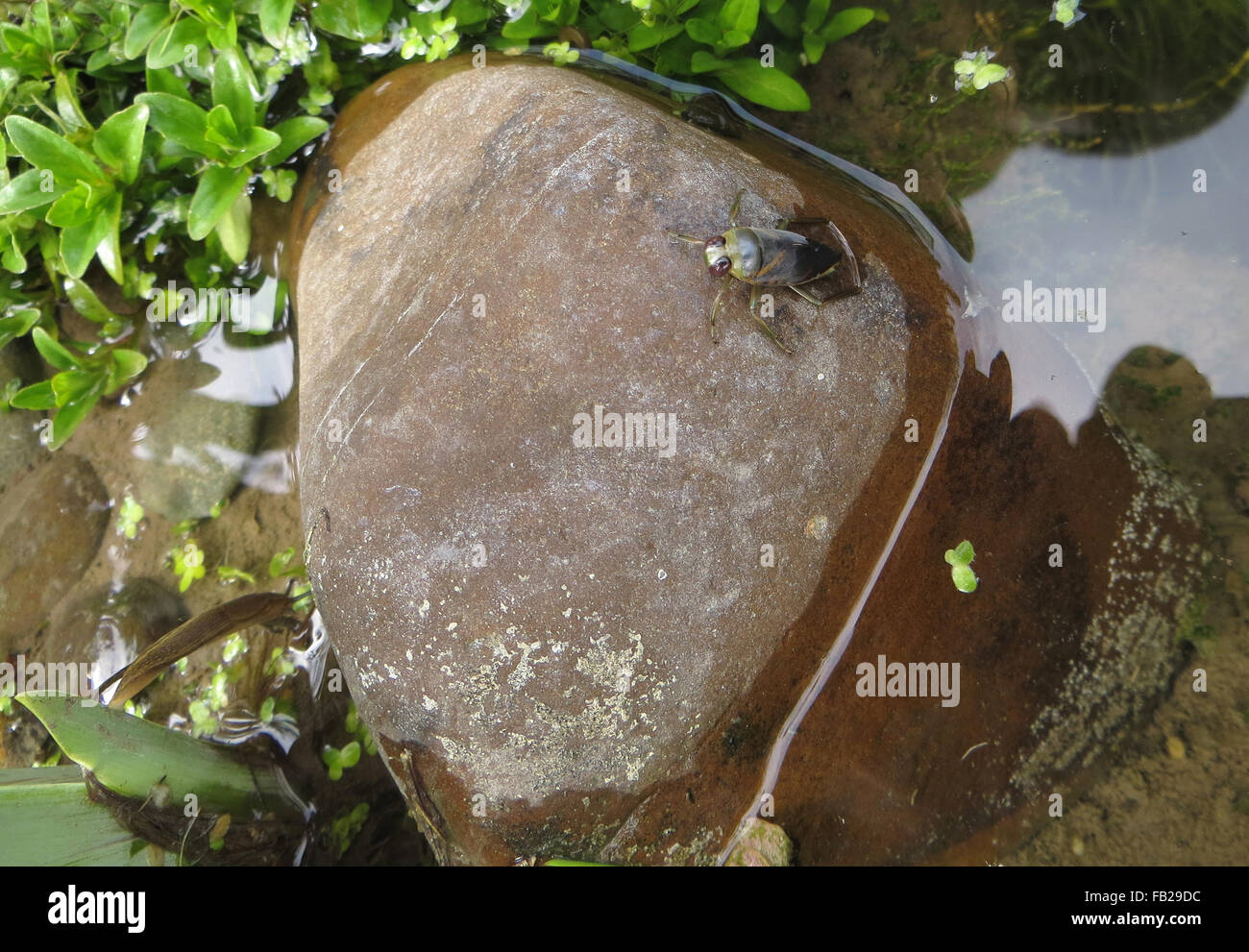 Dorsal view of backswimmer (Notonecta glauca) on large stone in pond ...