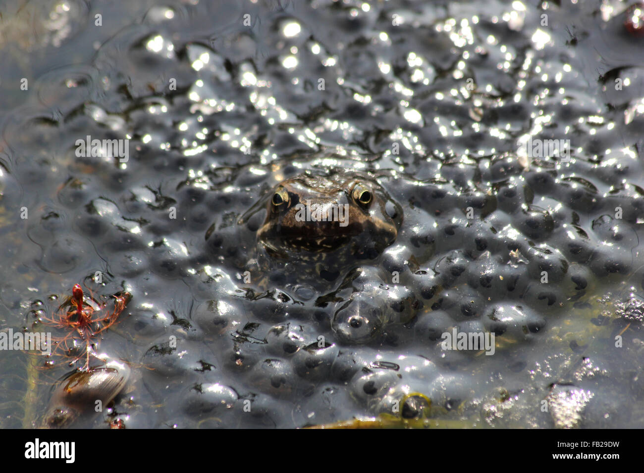 Female common frog (Rana temporaria) in middle of developing frogspawn Stock Photo - Alamy