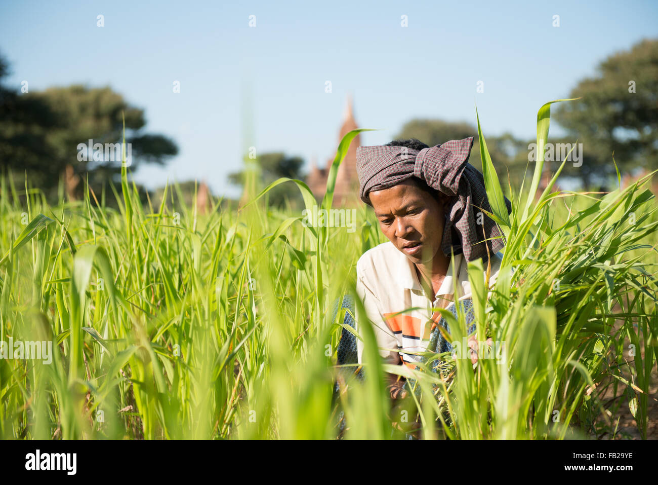Working under the hot sun hi-res stock photography and images - Alamy