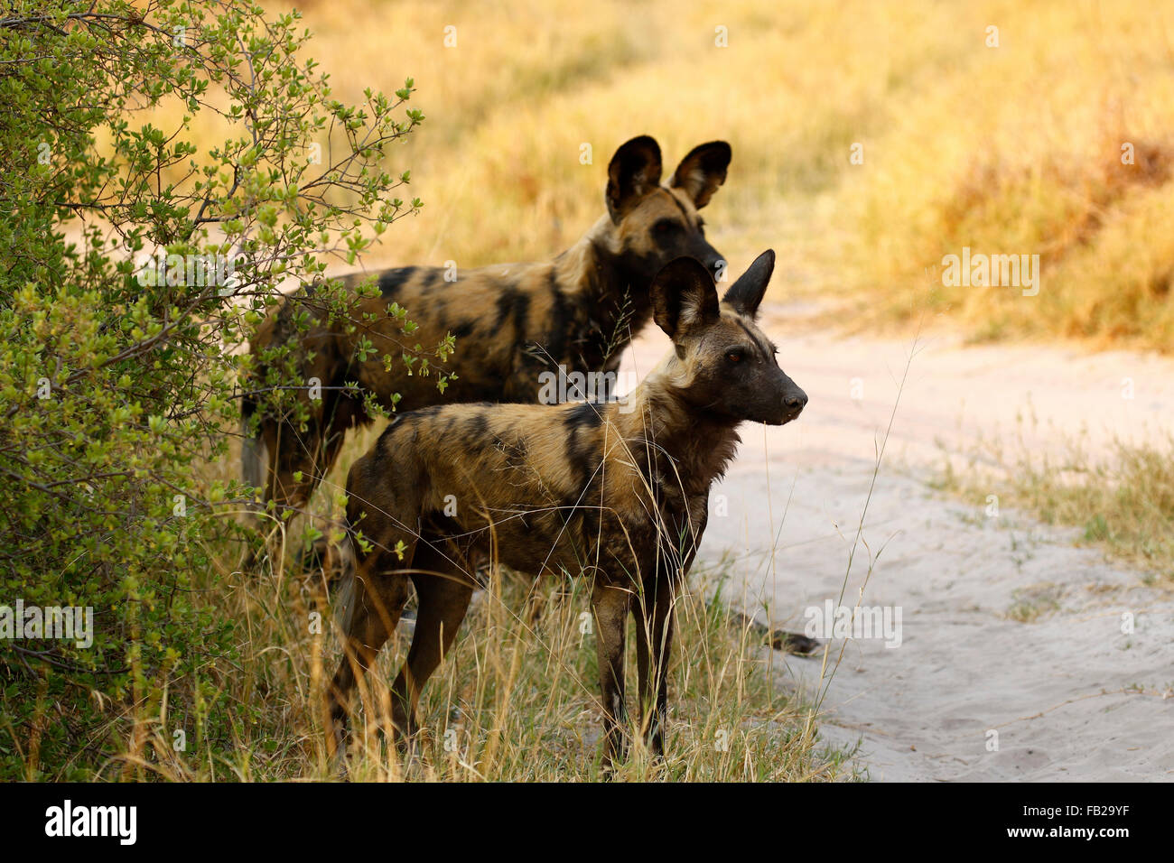 African wild dogs feeding hunting & playing, they are a highly social ...
