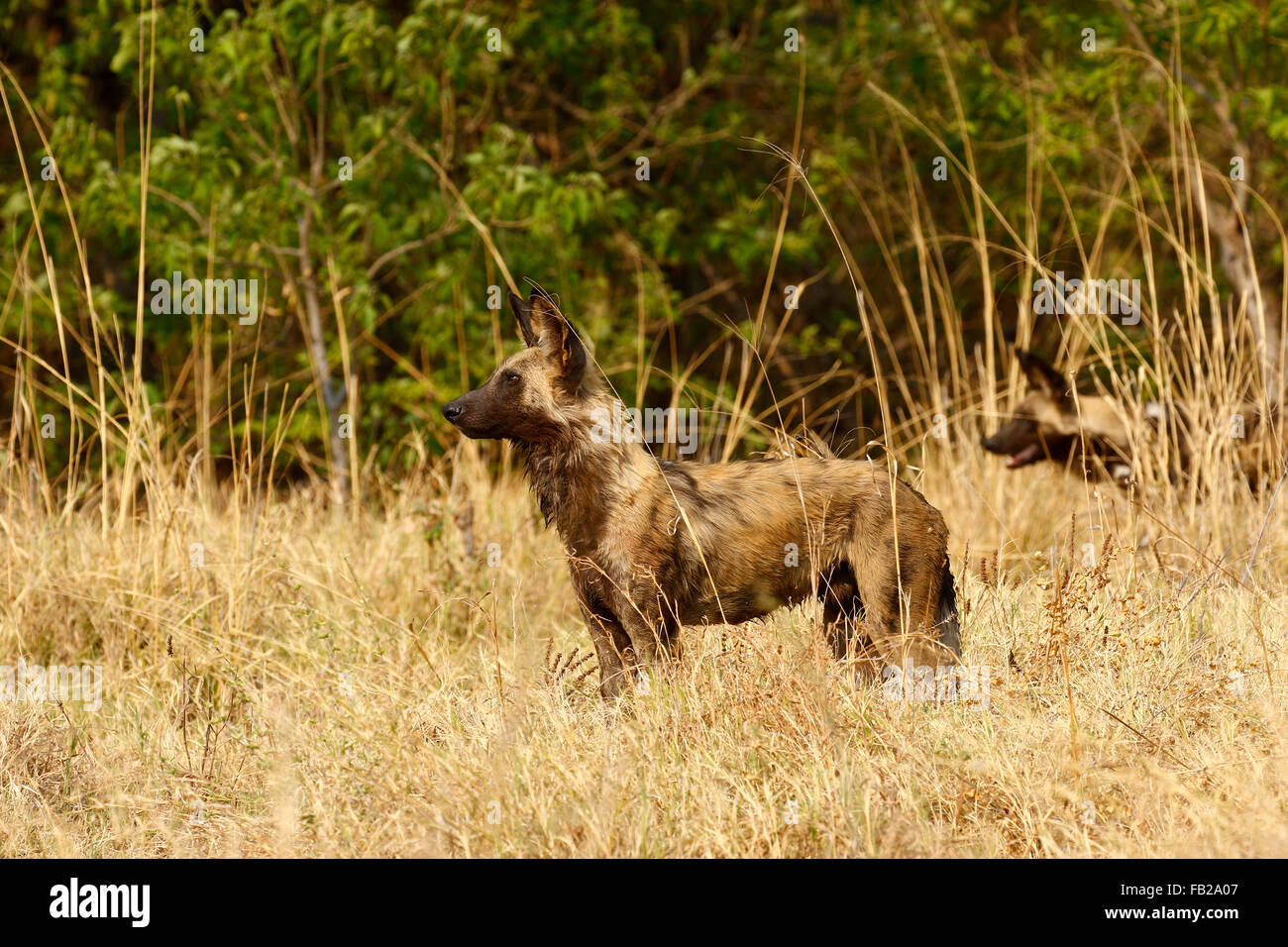 African wild dogs feeding hunting & playing, they are a highly social ...