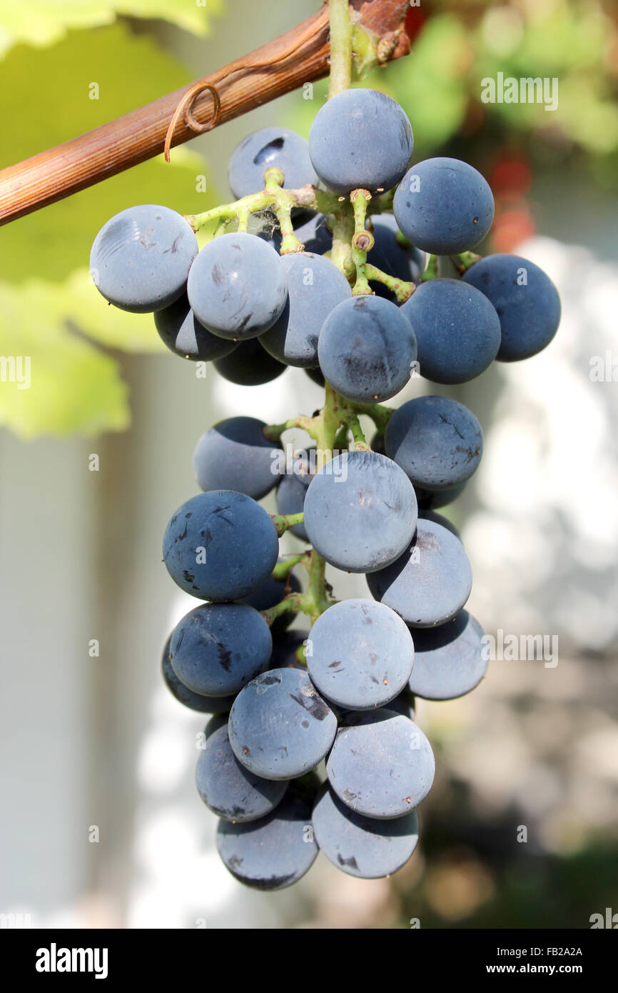big cluster of blue and ripe grapes Stock Photo - Alamy