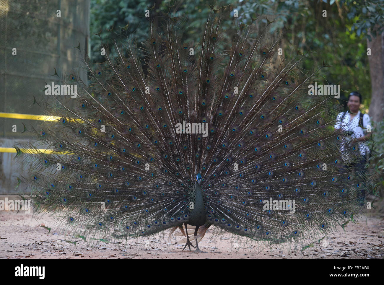 Yangon. 7th Jan, 2016. Photo taken on Jan. 7, 2016 shows a green ...