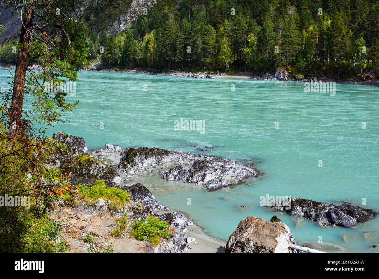 View of the turquoise mountain river, Katun river, Altai Mountains ...
