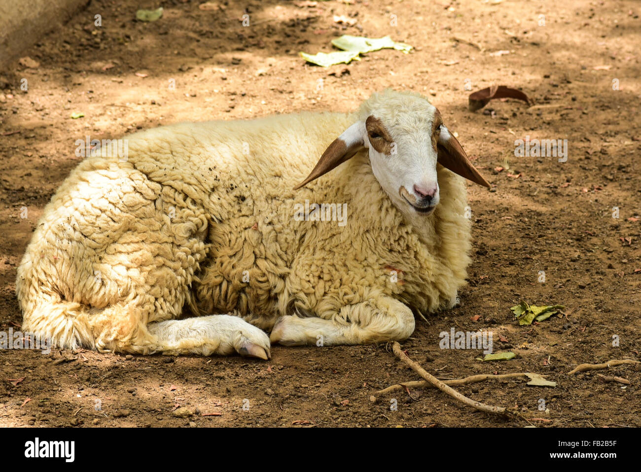 Sheep in farm Stock Photo - Alamy