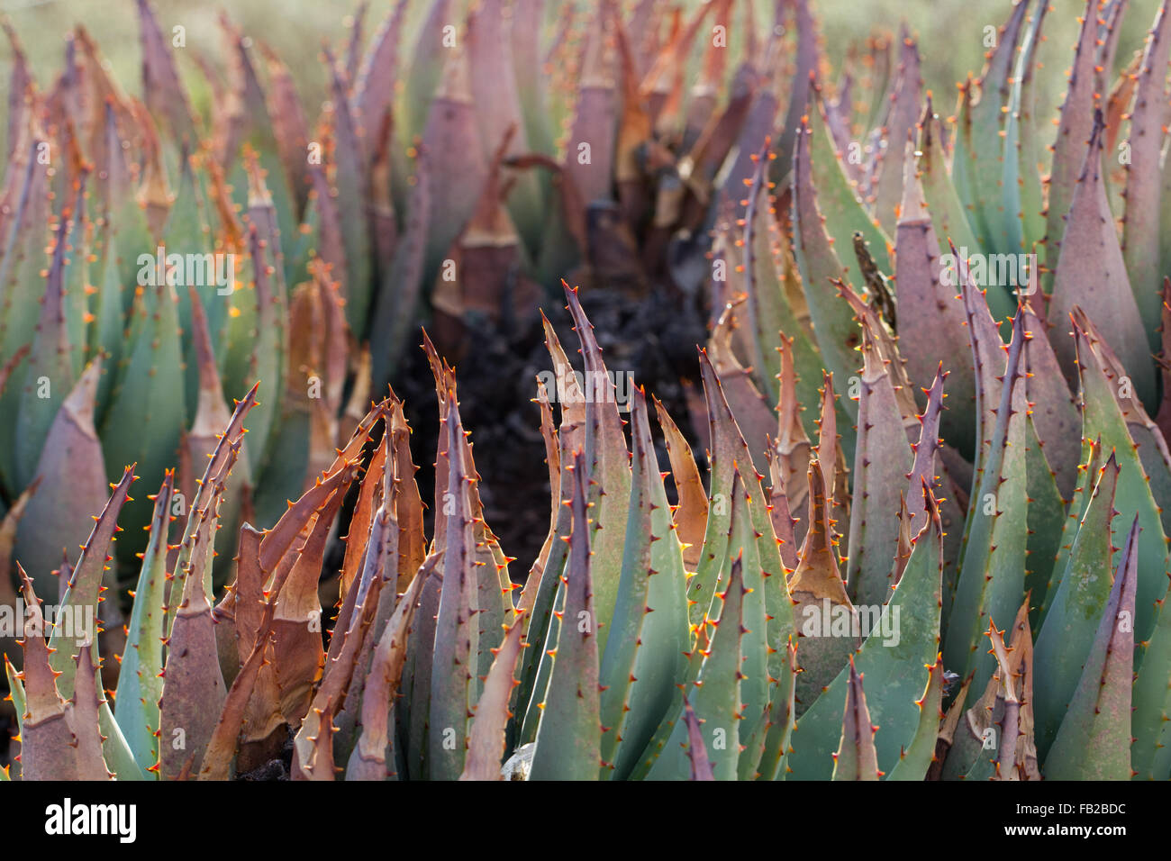 Karoo aloe plants hi-res stock photography and images - Alamy