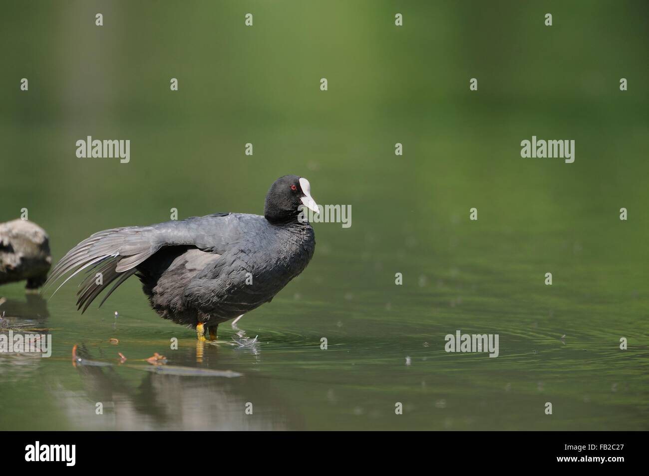 Black Coot - Common Coot - Eurasian Coot (Fulica atra) stretching its ...