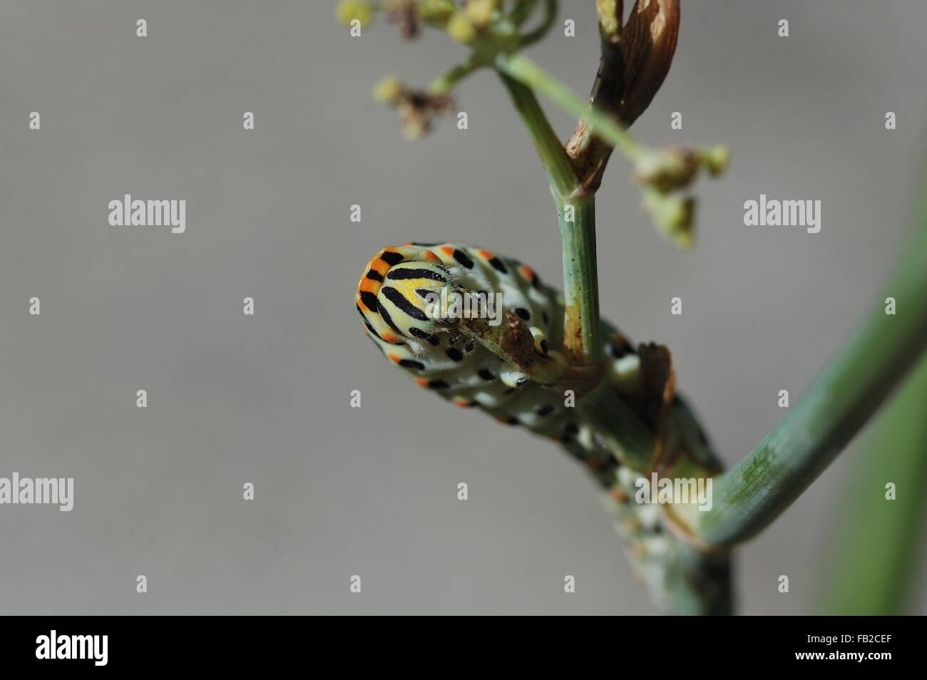 Old World Swallowtail - Common Yellow Swallowtail (Papilio machaon) caterpillar feeding on Wild ...
