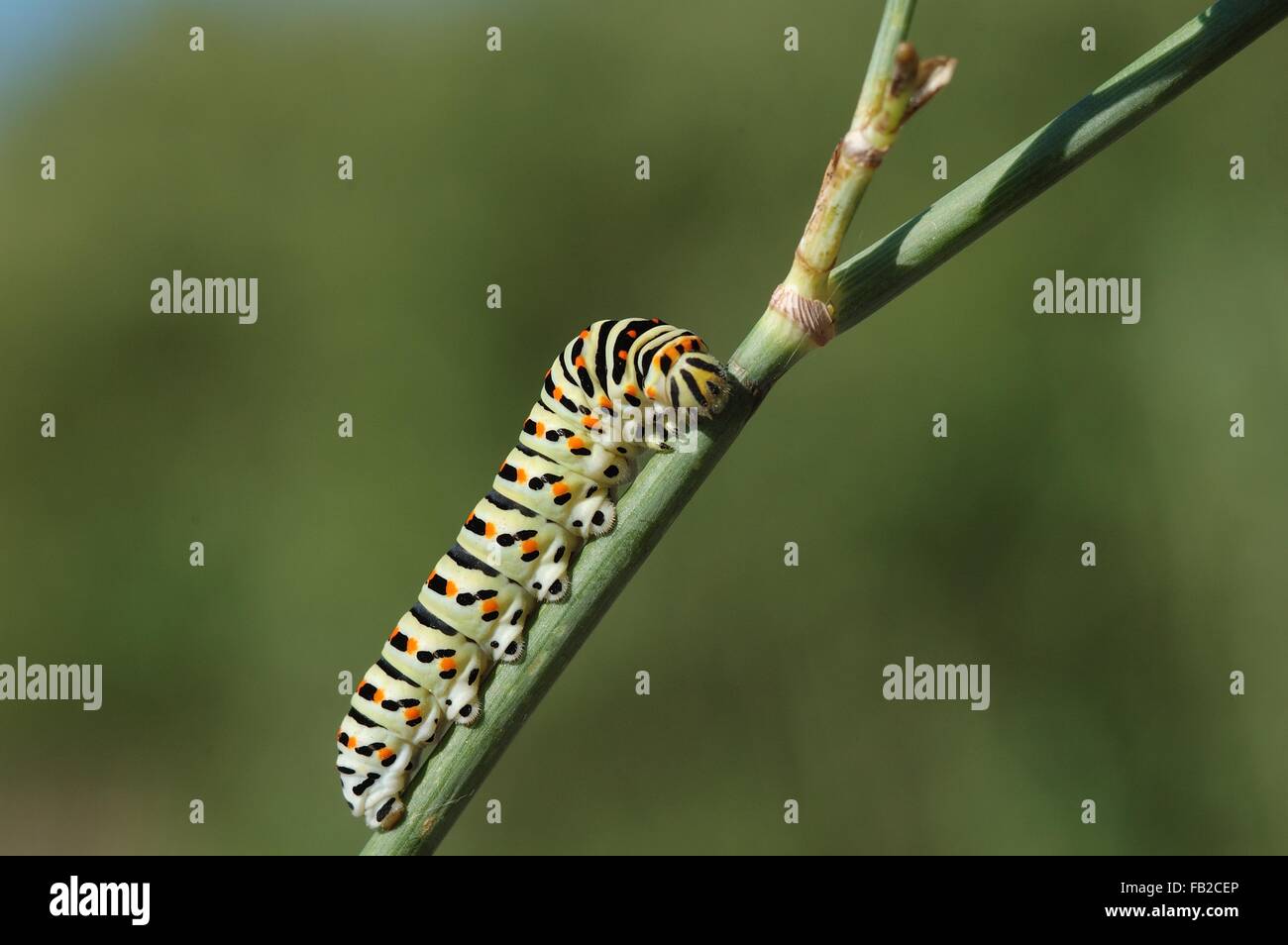 Old World Swallowtail - Common Yellow Swallowtail (Papilio machaon) caterpillar feeding on Wild ...