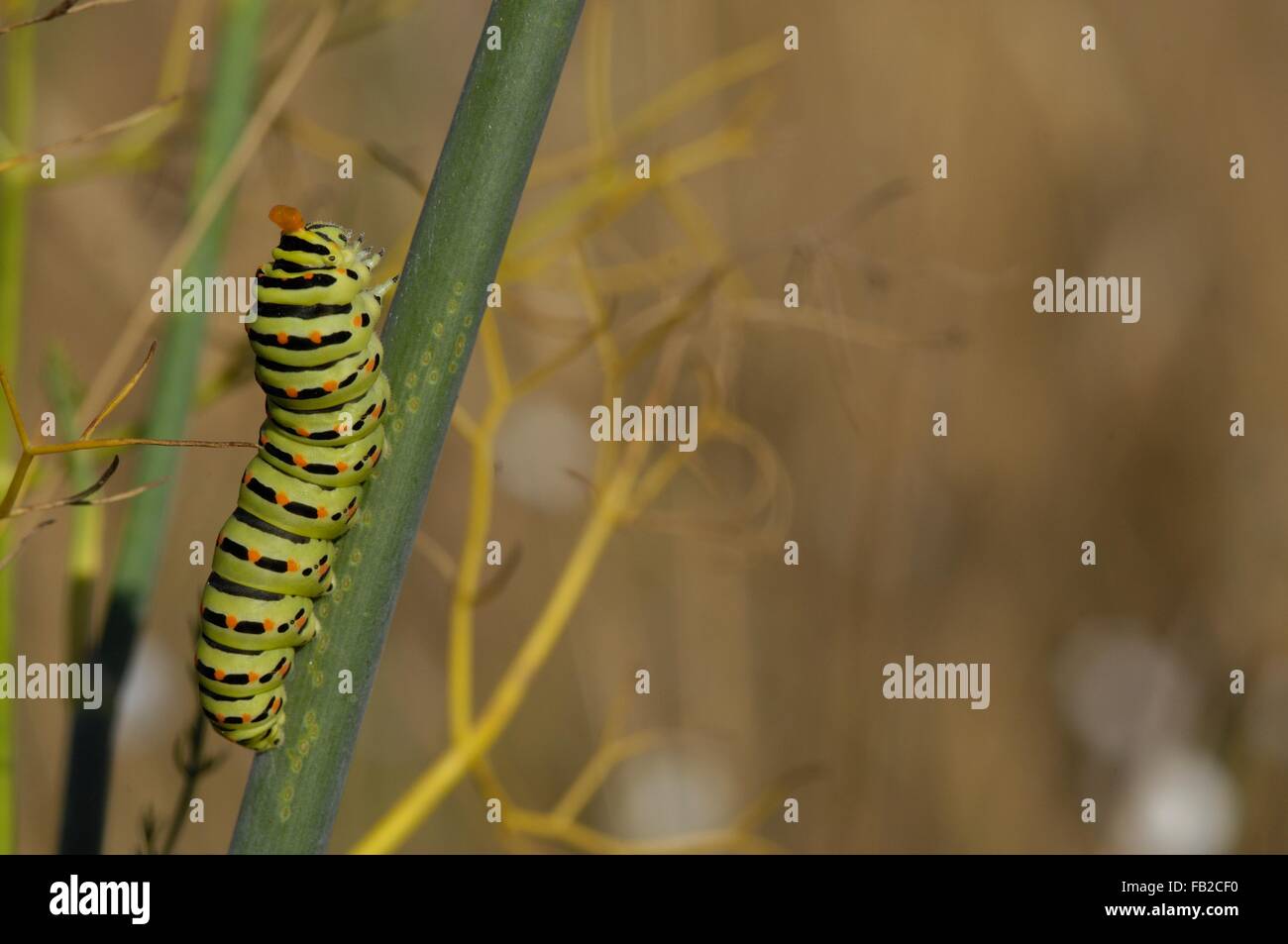 Old World Swallowtail - Common Yellow Swallowtail (Papilio machaon) caterpillar feeding on Wild ...