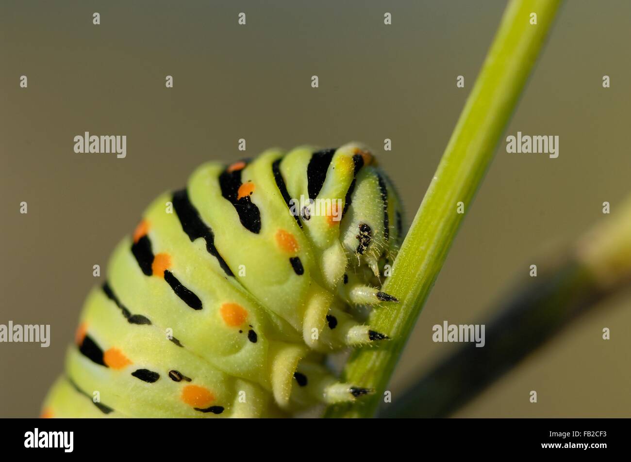 Old World Swallowtail - Common Yellow Swallowtail (Papilio machaon) caterpillar feeding on Wild ...