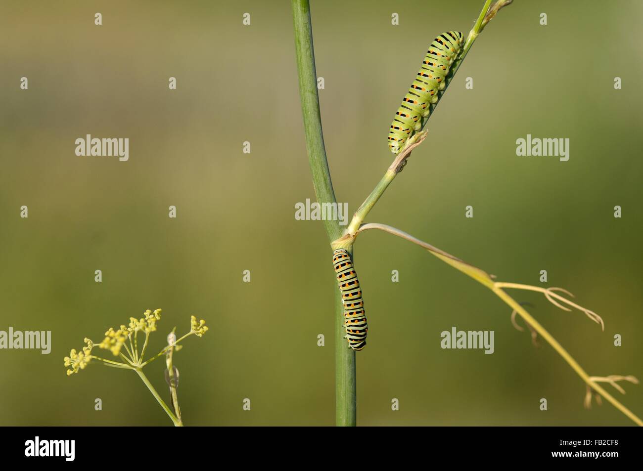 Old World Swallowtail - Common Yellow Swallowtail (Papilio machaon) caterpillars feeding on Wild ...