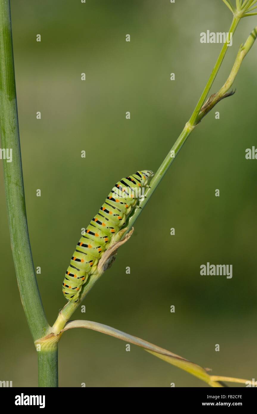 Old World Swallowtail - Common Yellow Swallowtail (Papilio machaon) caterpillar feeding on Wild ...
