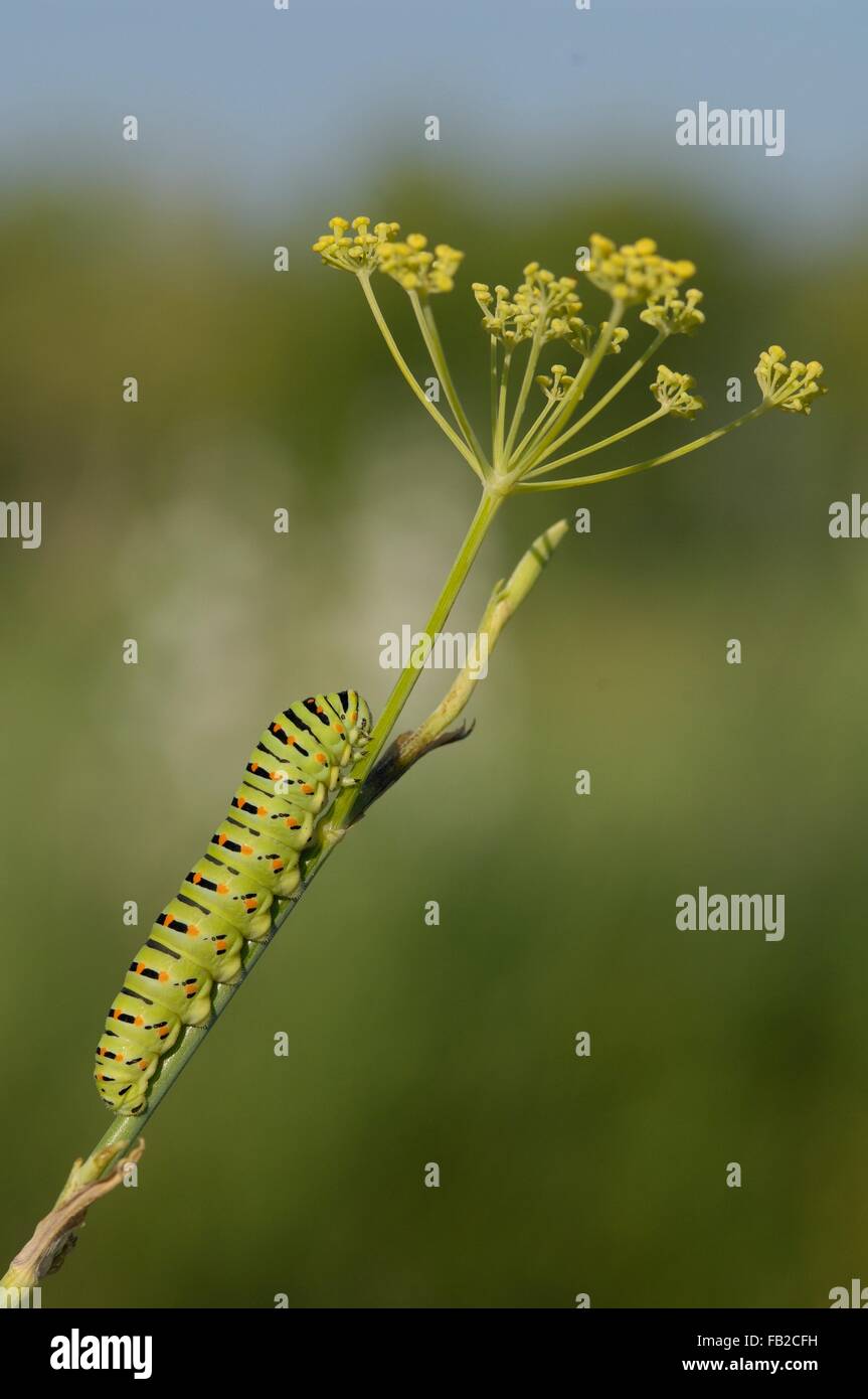 Old World Swallowtail - Common Yellow Swallowtail (Papilio machaon) caterpillar feeding on Wild ...