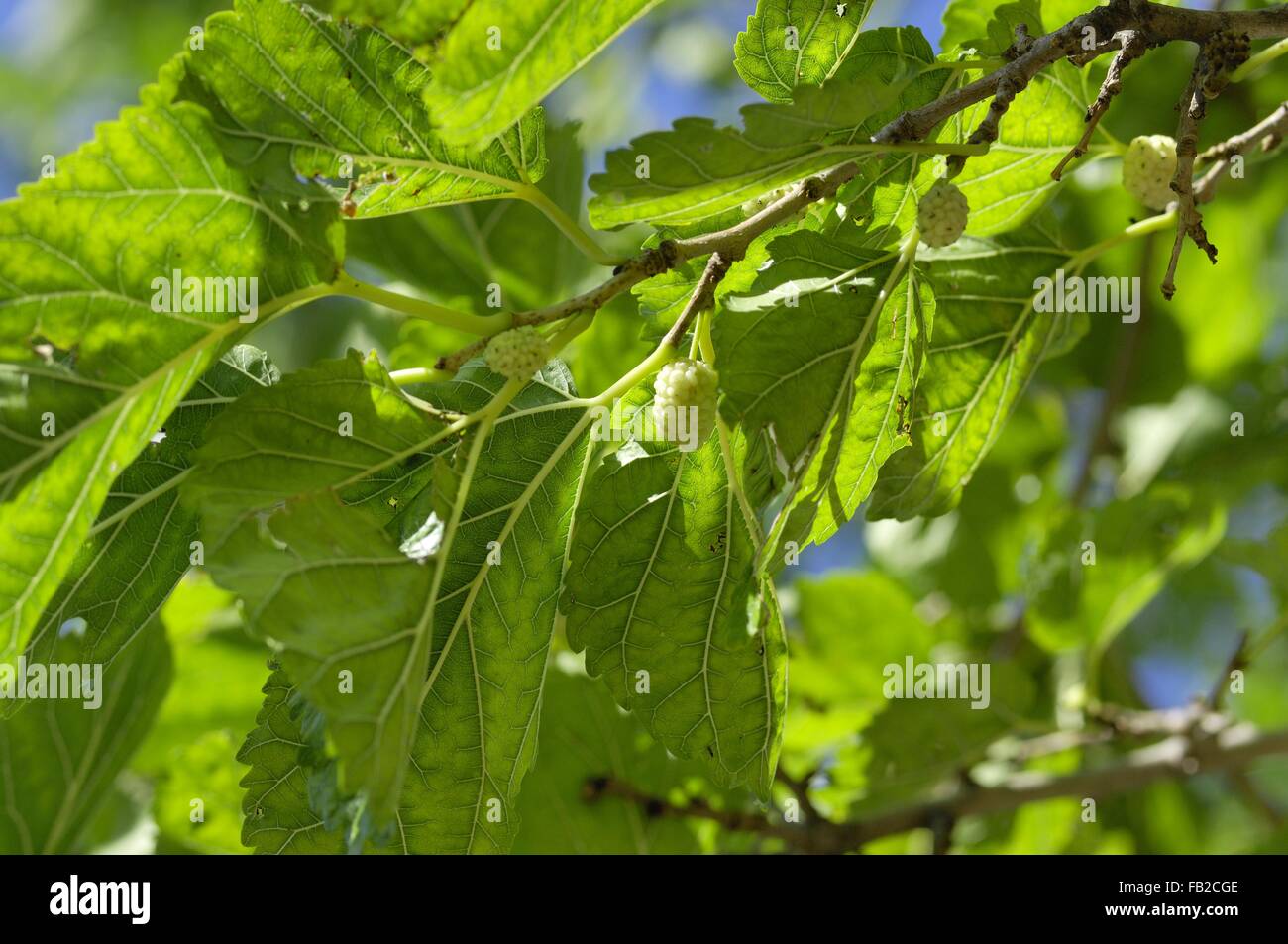 White Mulberry - Common Mulberry - Silkworm Mulberry (Morus alba ...