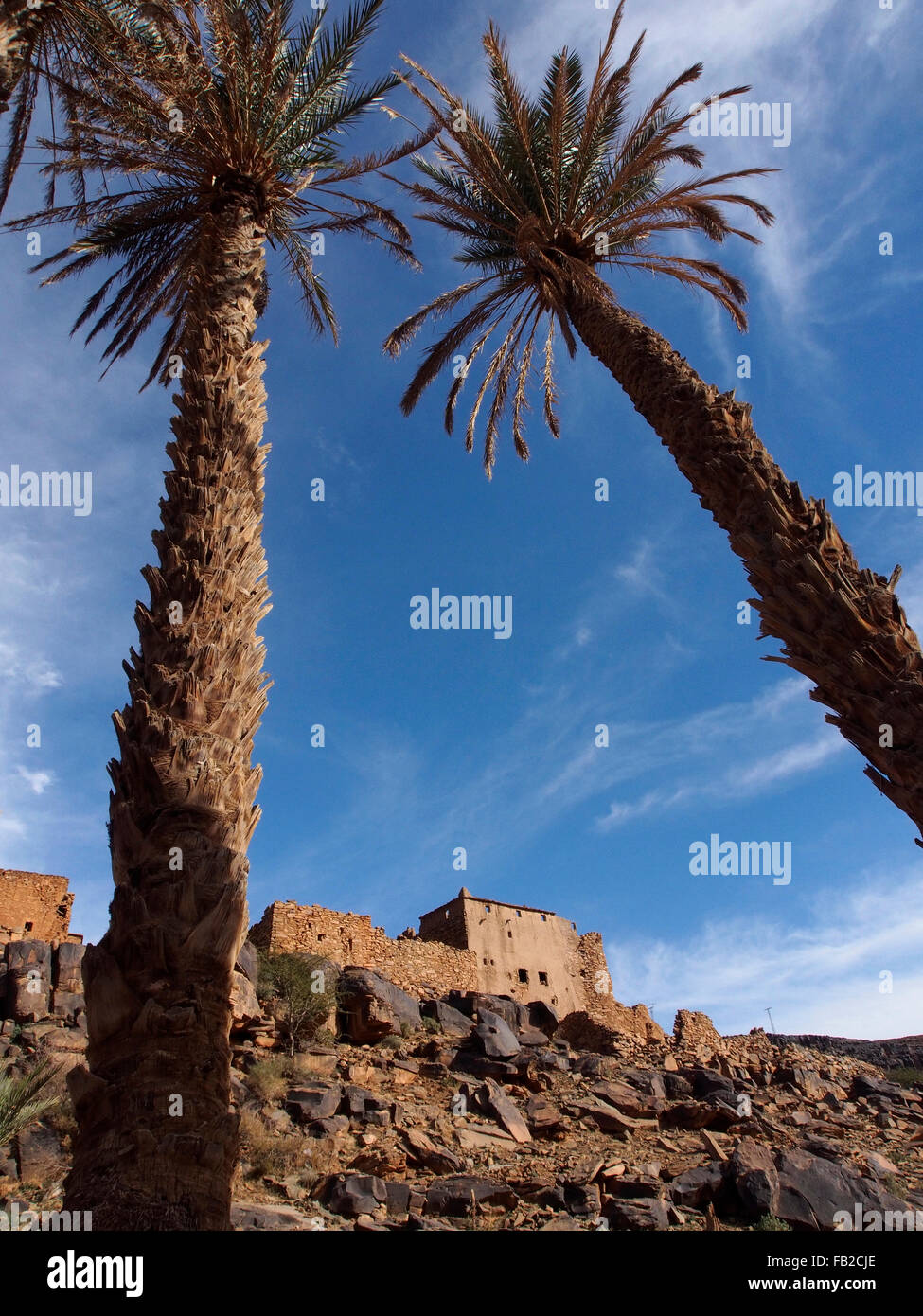 Moroccan palm trees hi-res stock photography and images - Alamy