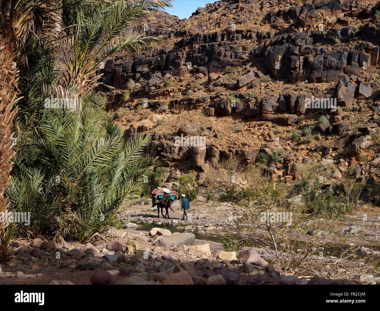 Mule trekking along river bed of Hamdour valley north of N' Kob, Jbel ...