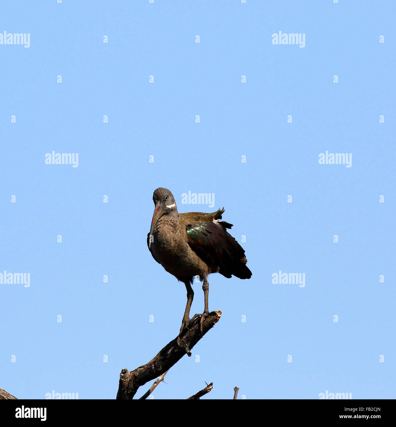 Hadeda Ibis perilously perched on the edge of a broken branch over the ...