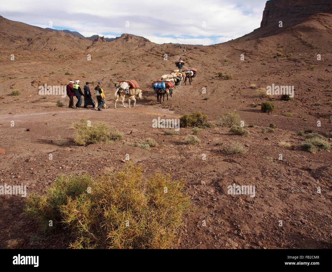 Mules trekking north of Tiguiza, Jbel Saghro, Morocco Stock Photo - Alamy