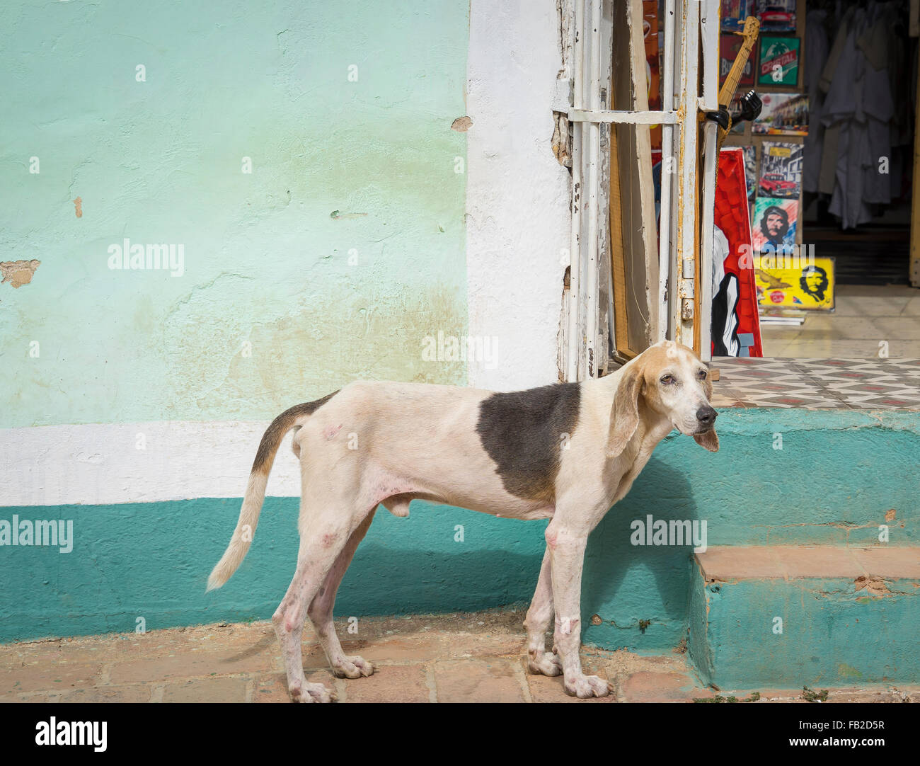 cuban dog on the steet of trinidad,cuba Stock Photo - Alamy