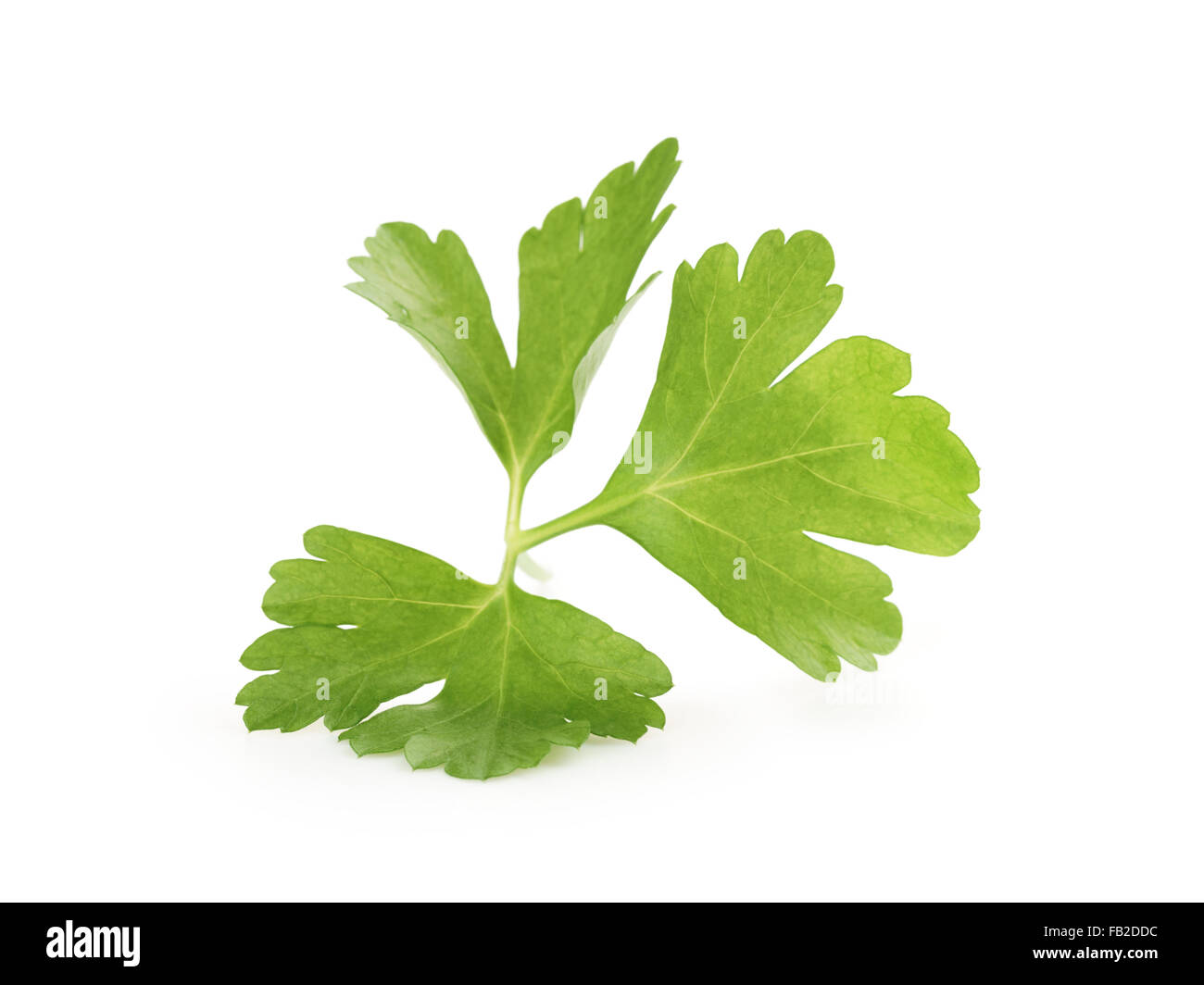 fresh green parsley leaf isolated Stock Photo - Alamy