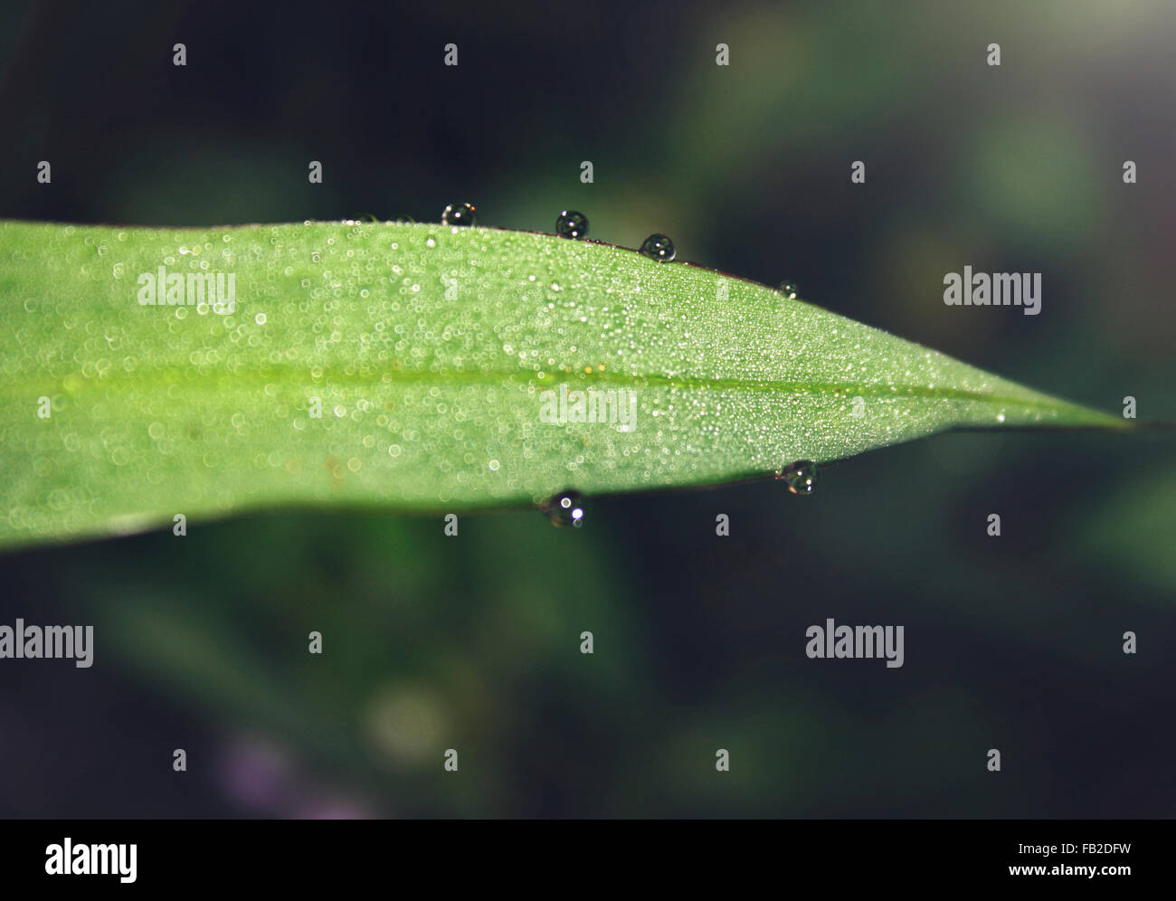 Green Leaf Summer Dew Raindrop Concept Stock Photo - Alamy