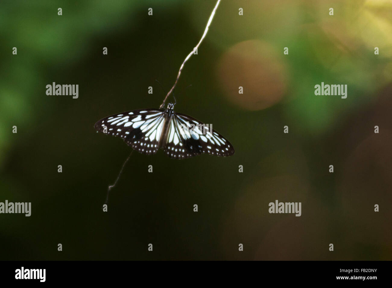 Indian common mime hi-res stock photography and images - Alamy