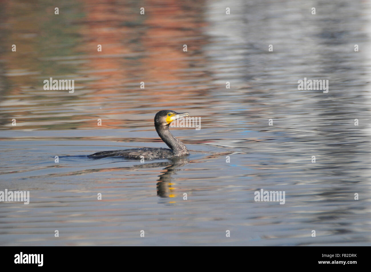 Snakes of south east asia hi-res stock photography and images - Alamy