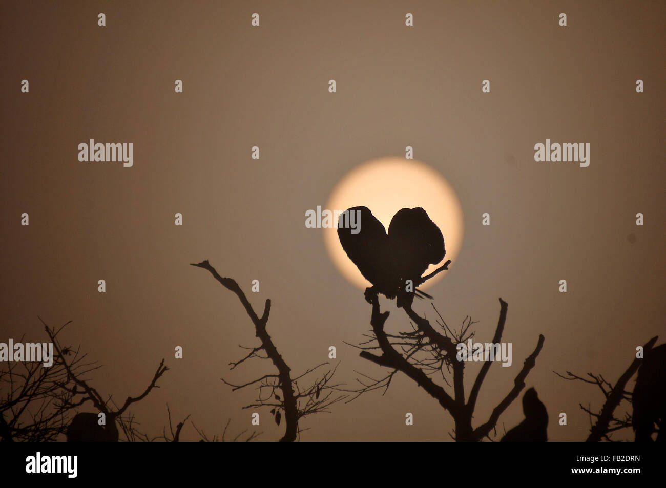 Snakes rise hi-res stock photography and images - Alamy
