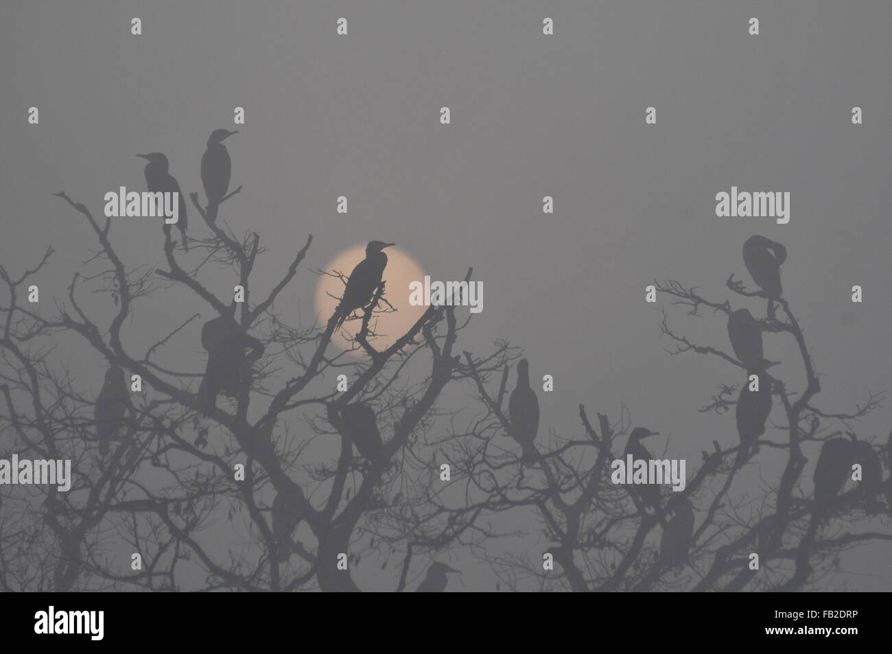 Snakes rise hi-res stock photography and images - Alamy
