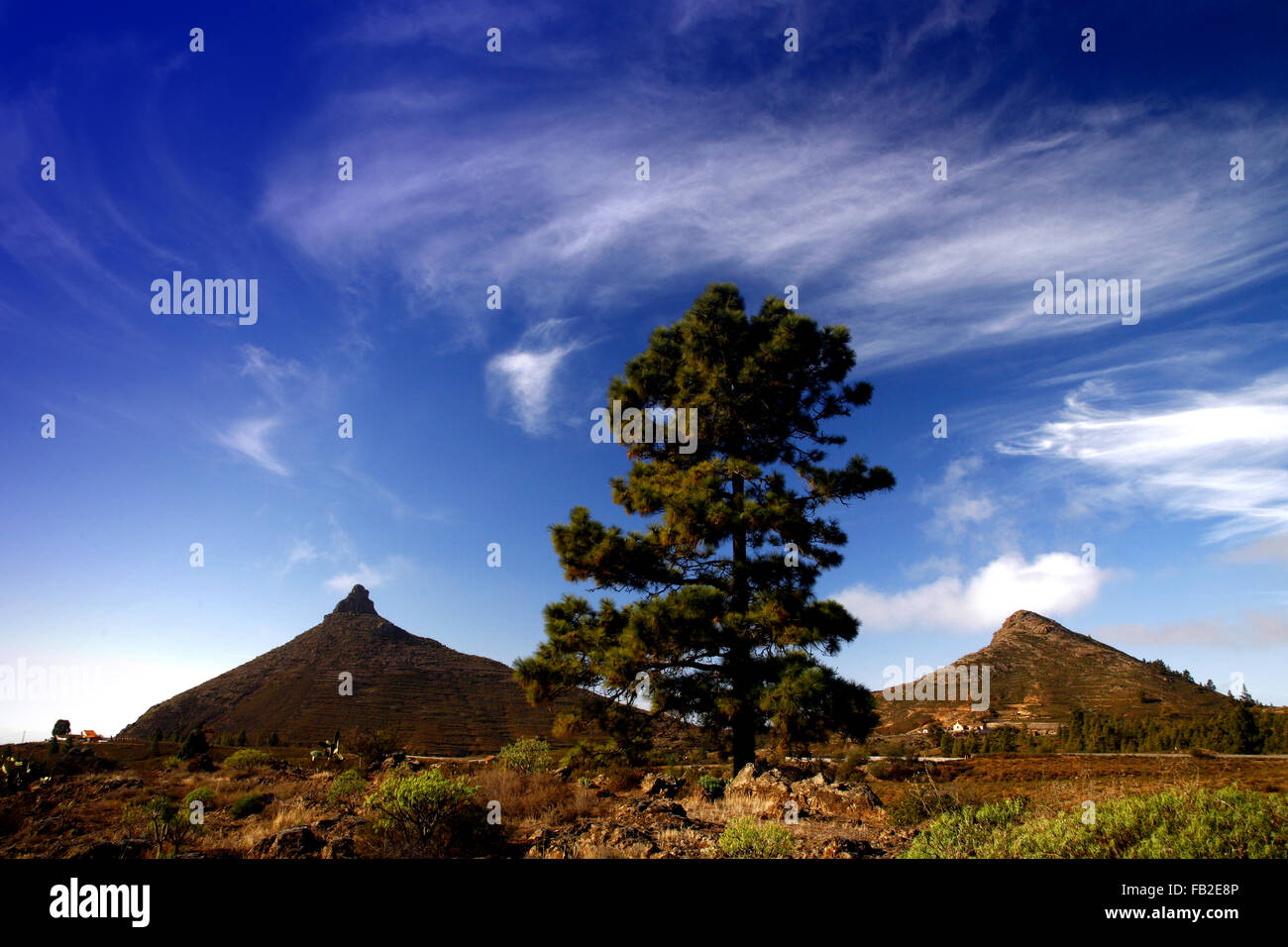 Big pine tree and Volcanic mountain formation on the Canary Islands ...