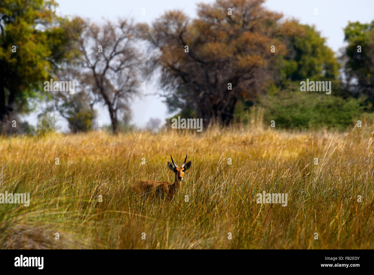 Southern Common Reedbuck a shy solitary antelope, inhabiting the long ...