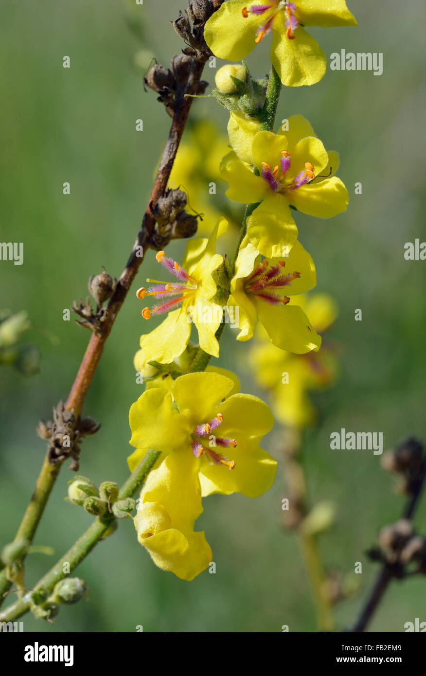 Wavyleaf Mullein - Verbascum sinuatum Also known as Black-leaved ...