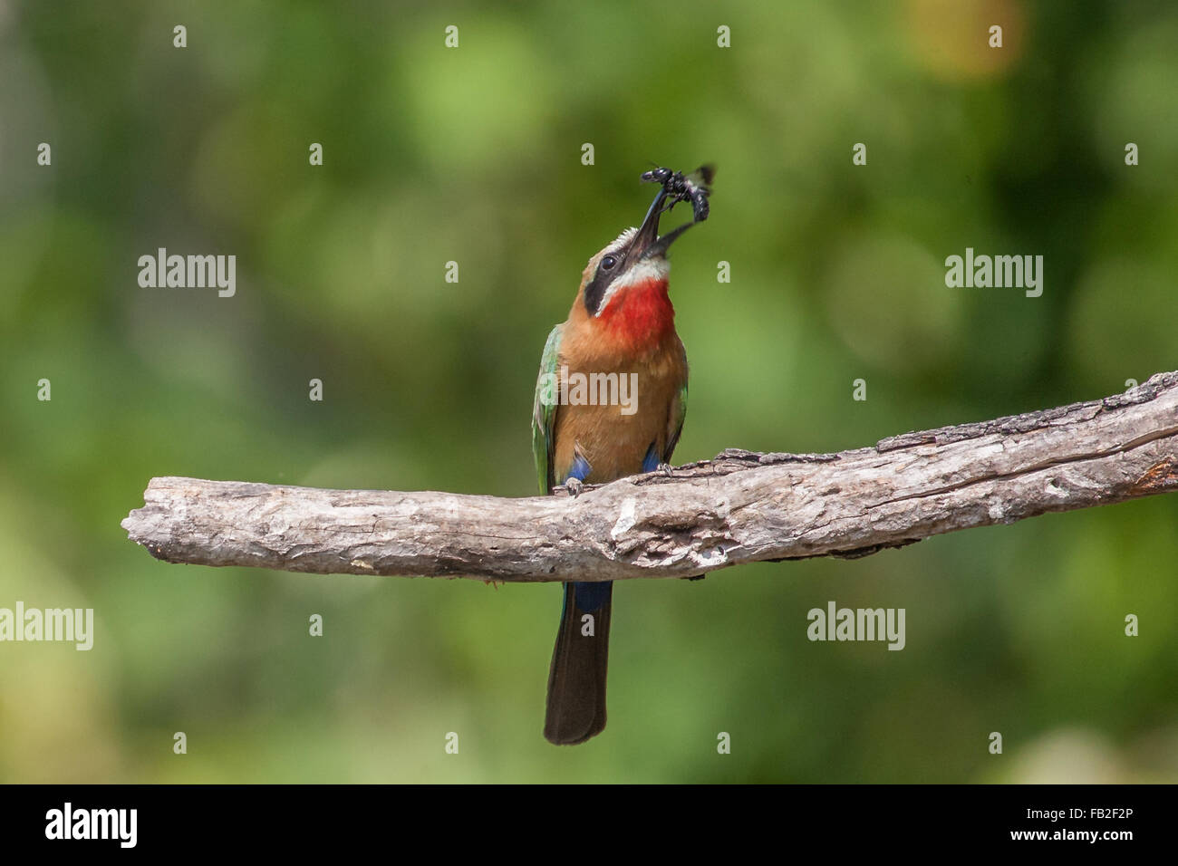 White-fronted Bee-eater with insect in bill. Zambia, Kafue National ...