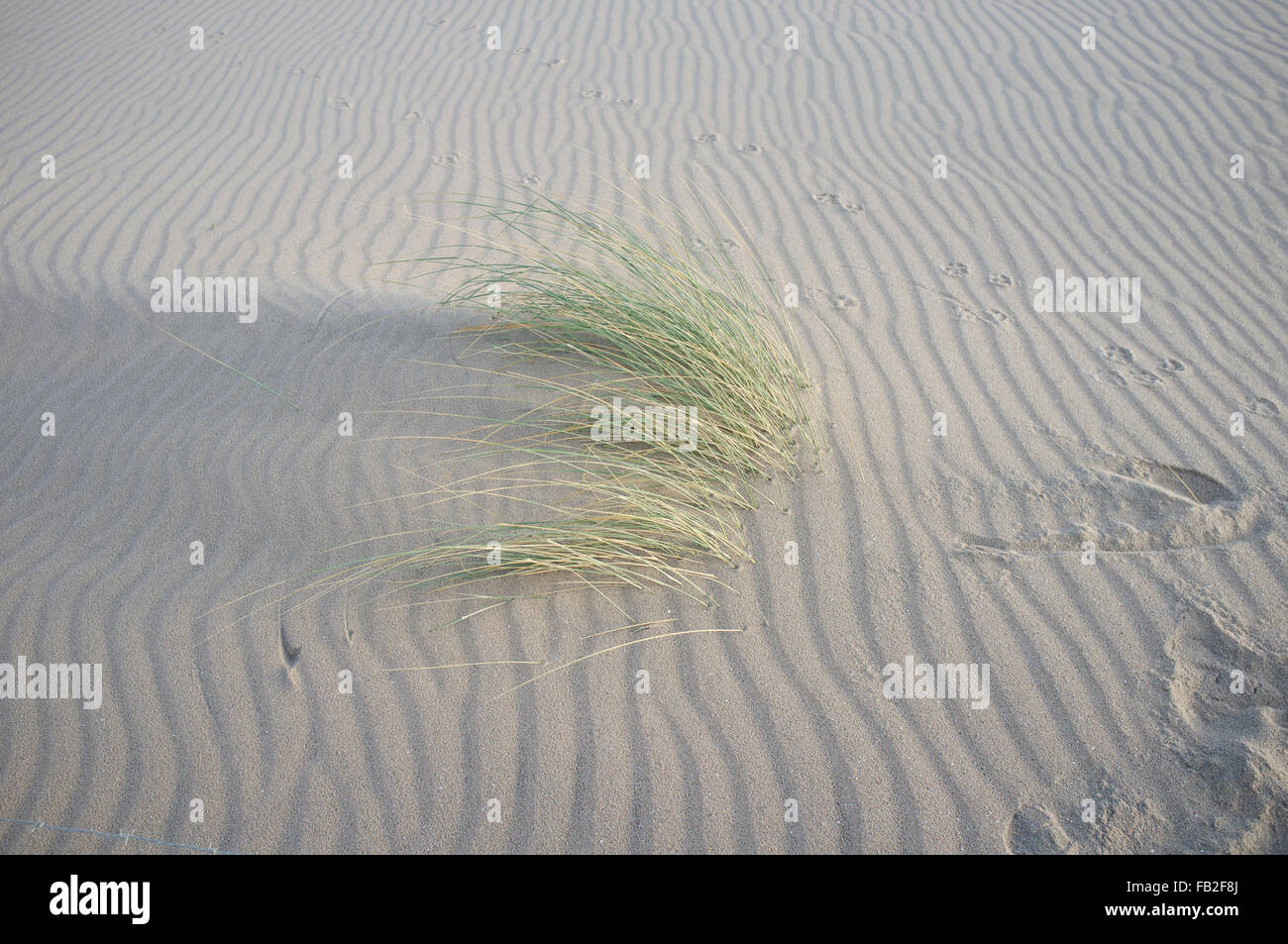 Marram grass growing in sand dunes at Scheveningen, Netherlands Stock ...