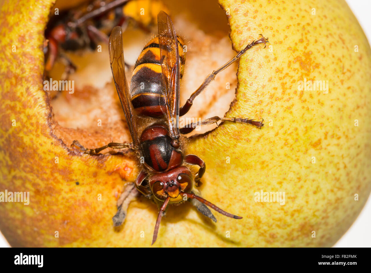 European hornet (vespa Crabro) eating a ripe yellow fruit a pear Stock ...