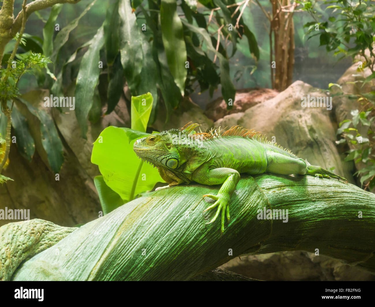 Adult Green Common Iguana (Iguana Iguana) with a row of long spines ...