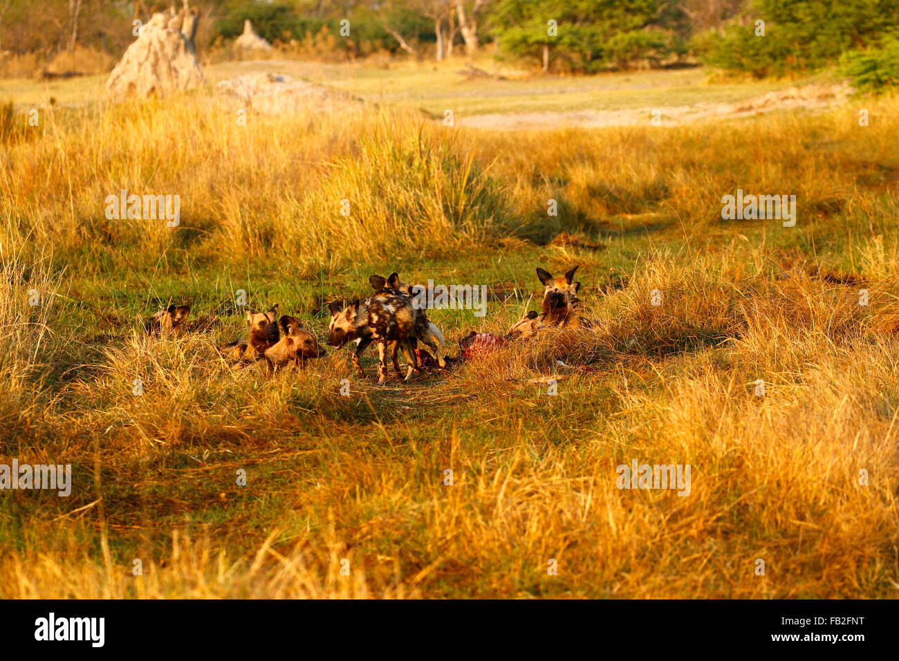African wild dogs feeding hunting & playing, they are a highly social ...