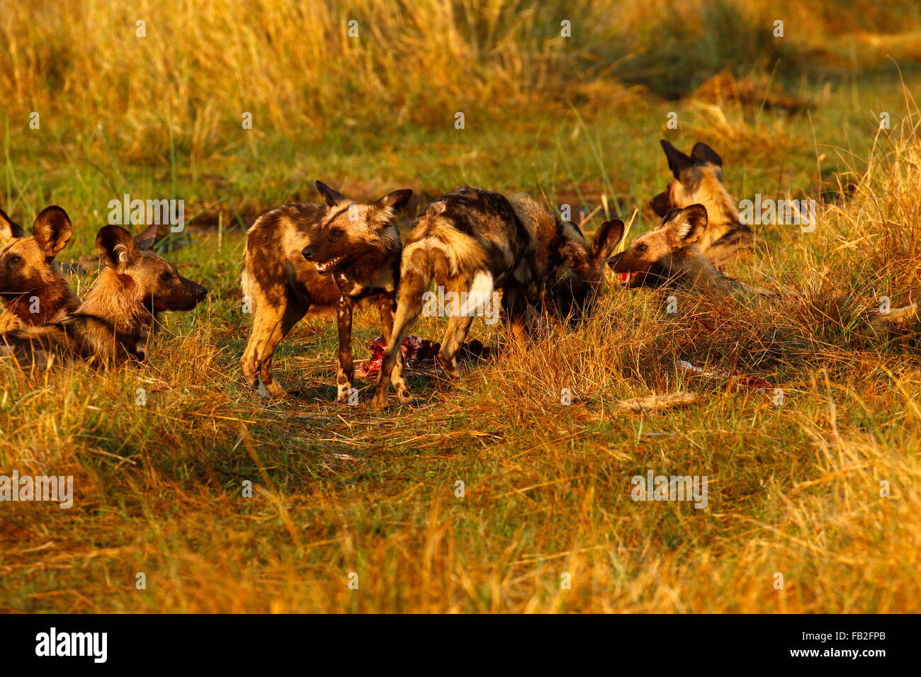 African wild dogs feeding hunting & playing, they are a highly social ...