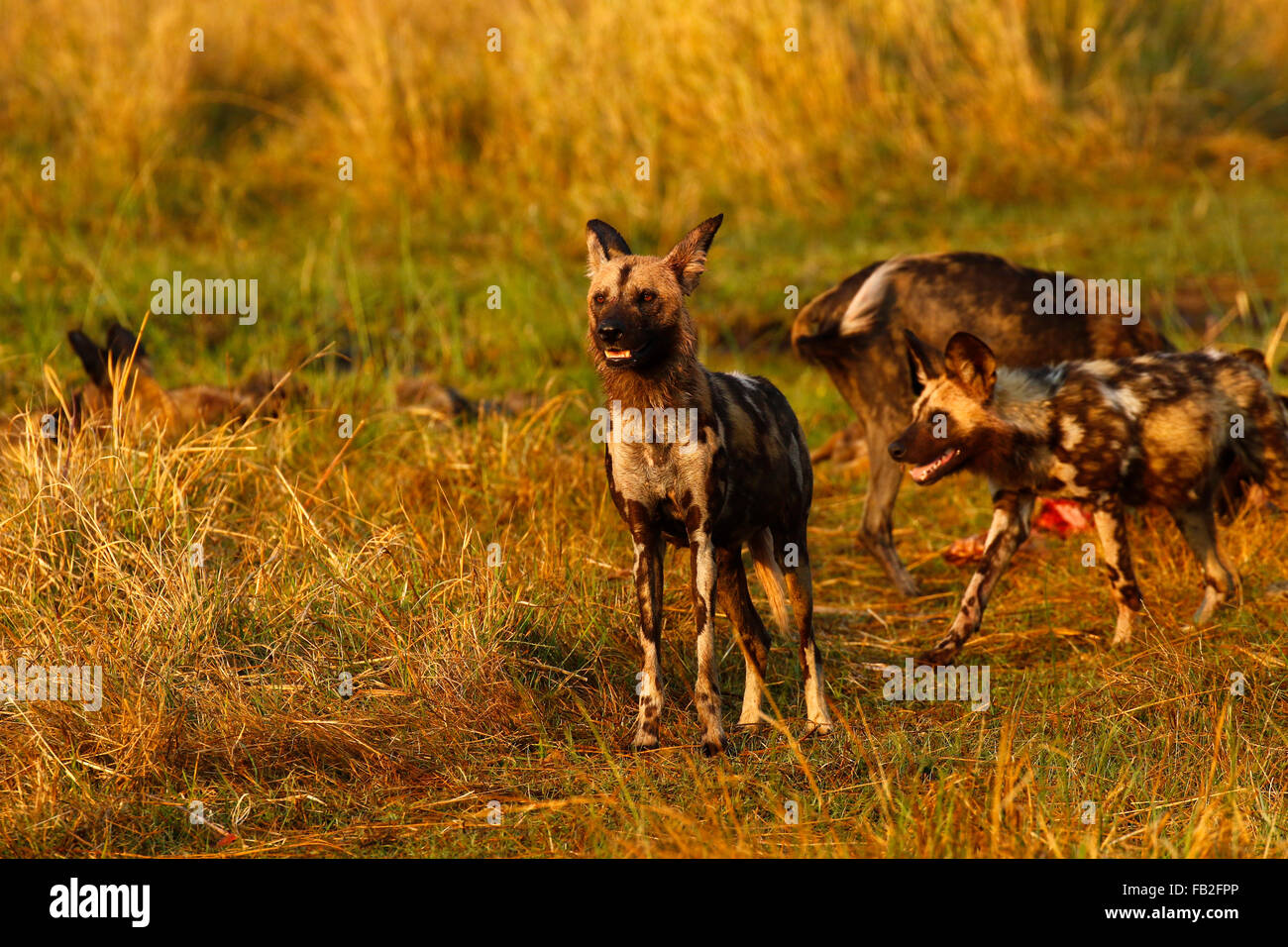 Has the largest range of any member of the genus hi-res stock ...