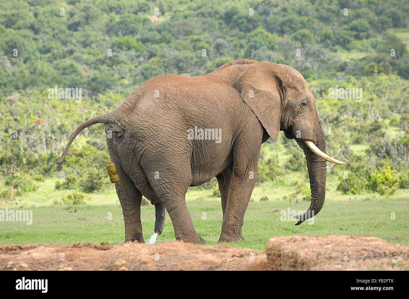 Elephant pooping and peeing Addo Elephant National Park, South Africa ...